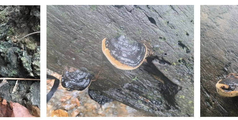 Thu thập mẫu nấm dược liệu Thượng hoàng (Phellinus spp.) tại Việt Nam ...